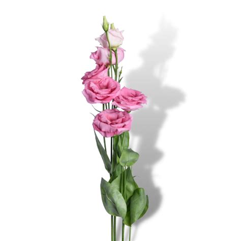 Lisianthus pink - Cvećara Online Beograd