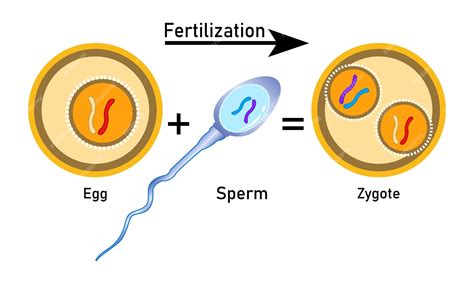 段階的な精子と受精卵のレンダリングによる受精プロセス Cell Vector Design プレミアムベクター