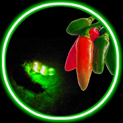 peppers n glowworms youtube