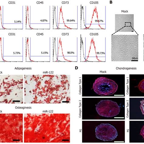 Assessment Of Multilineage Differentiation Potential Of Download Scientific Diagram
