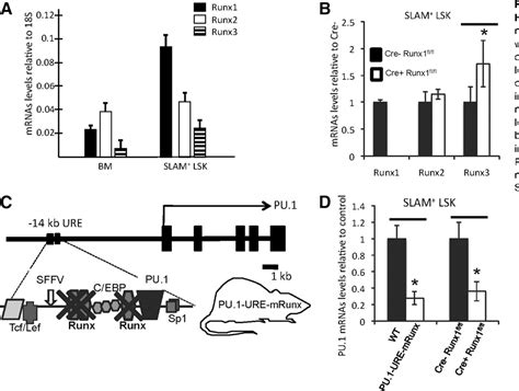 Figure 1 From The Runx Pu1 Pathway Preserves Normal And Amleto9a
