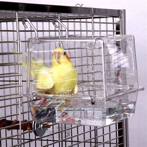 The Best Cockatiel Bath On The Market A Comprehensive Review