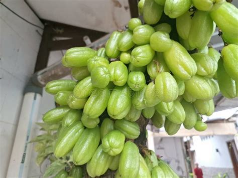 Bilimbi Fruit On A Tree From A Home Garden In Indonesia Stock Image Image Of Agriculture