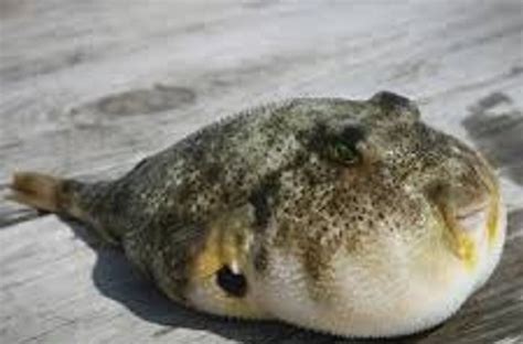 2 Patay 4 Grabe Sa Pagkain Ng ‘butete Police Files Tonite