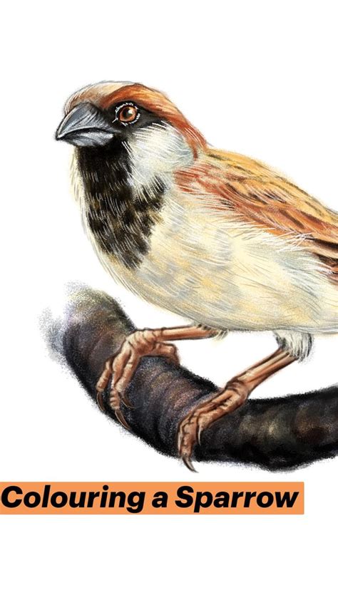 How To Paint A Sparrow Watercolor Bird
