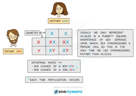 Inheritance Flashcards Quizlet Inheritance Flashcards Quizlet
