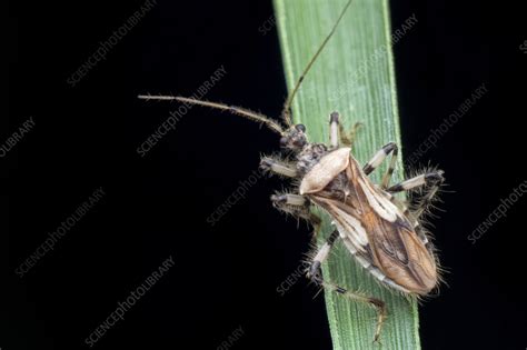 Assassin Bug Stock Image C0594935 Science Photo Library