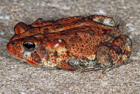 Bufo True Toad Photos