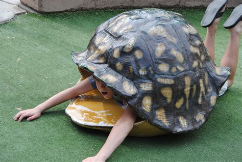 Turtle Shells True Life With God Turtle Shells True Life With God