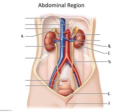 Lab Exam 4 Flashcards Quizlet