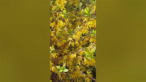 ბუჩქი ფორსითია ხობი სოფელი ქარიატა Youtube