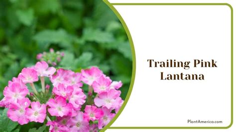 20 Lantana Varieties And Types To Make A Spectacular Garden Plant America