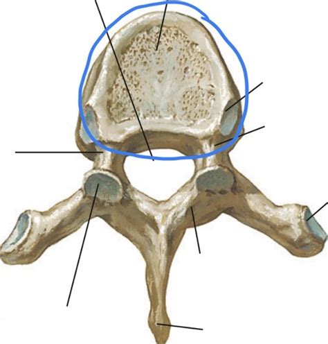 Week 4 Vertebral Column Rib Cage Hyoid Flashcards Quizlet