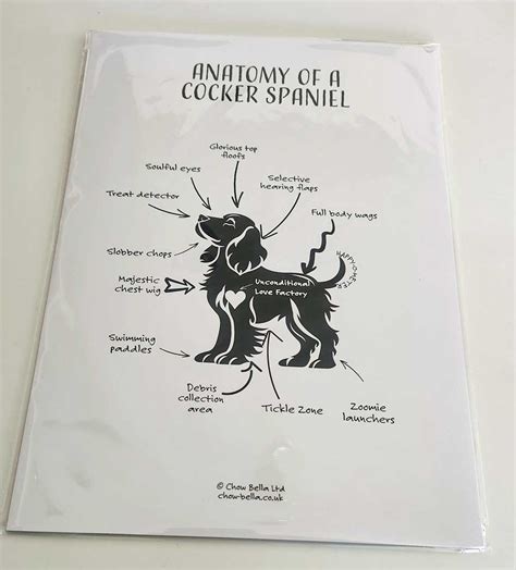 Anatomy Of A Cocker Spaniel Print Chow Bella Ltd
