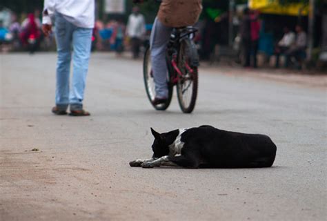 군중 속에서 외로움 길 잃은 강아지의 이야기는 일반적으로 팩에 살고있다 개에 대한 스톡 사진 및 기타 이미지 개 개과 거리 Istock