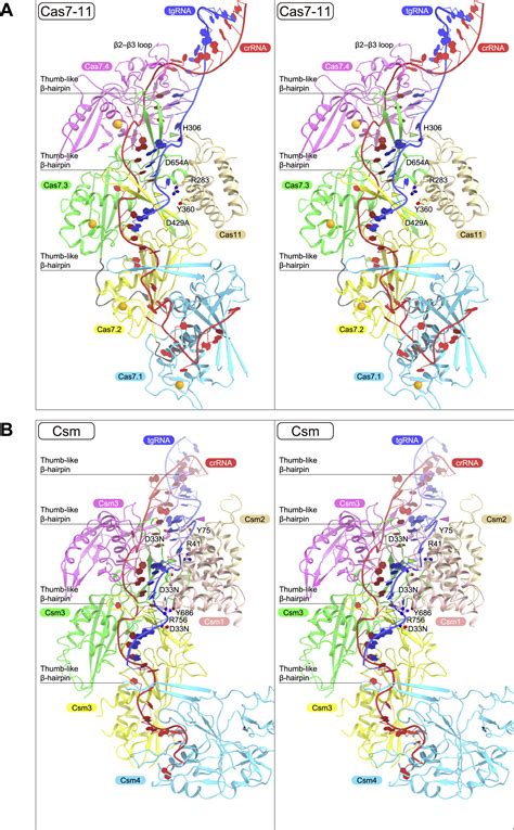 Structure And Engineering Of The Type Iii E Crispr Cas7 11 Effector