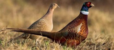 Pheasant Hunting Arizona Pheasant Hunting Phoenix Club Membership