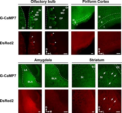 Transgene Expression In Brain Areas Outside The Neocortex And Download Scientific Diagram