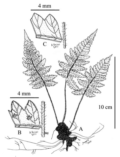 Type Specimen Of Polybotrya Bipinnata A Rojas 8157 Cr A Habit