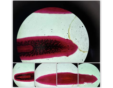 Bsc1011c Lab Practical Final Lab 8 Activity 1 Quiz