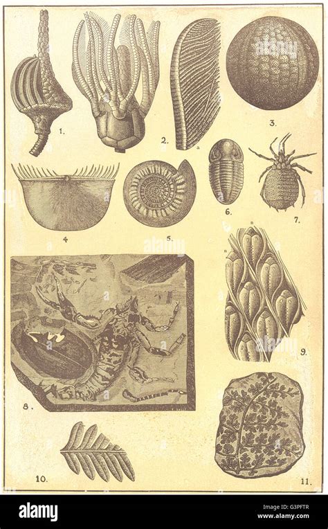 Carboniferous Fossils Geology And Natural History Malvern Museum Of