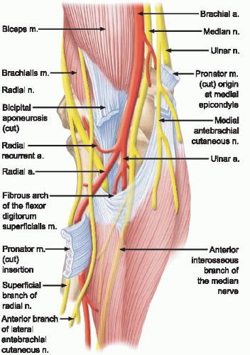 Radial Nerve Anatomy Elbow The Radial Nerve Xctec