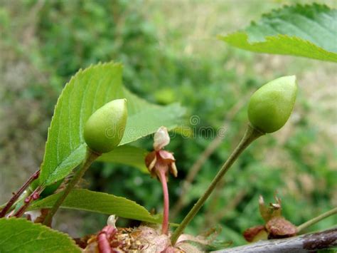 Cherry Fruitlets Stock Image Image Of Macro Cherry 169421181