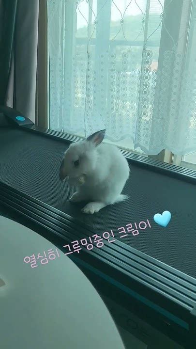 머리감는 아기토끼 크림이 🐰 아기토끼 귀여운토끼 토끼키우기 Youtube