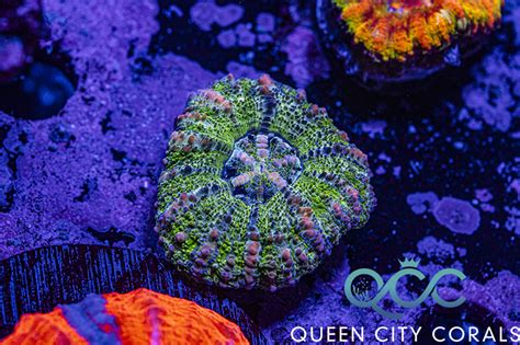 Ultra Minty Green Button Scoly Wysiwyg Queen City Corals