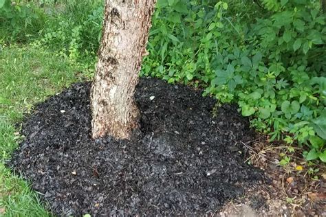 Landscaping Around Exposed Tree Roots Easy Ideas