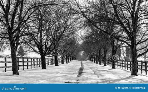 Tree Lined Snow Covered Driveway Stock Image Image Of Winter Lined