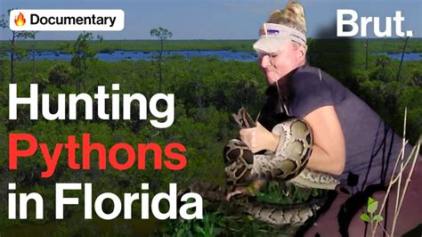 Hunting Pythons in Florida - YouTube