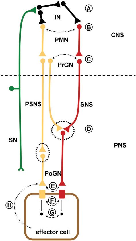 Figure 1 From Multilevel Interactions Between The Sympathetic And Parasympathetic Nervous