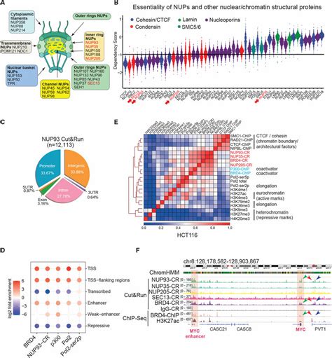 Core Nups Bind Active Promoters And Enhancers In Human Cells A A Download Scientific Diagram