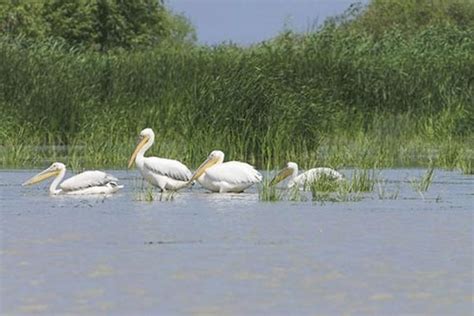 Проект заплашва защитени зони по Дунав Строители БГ