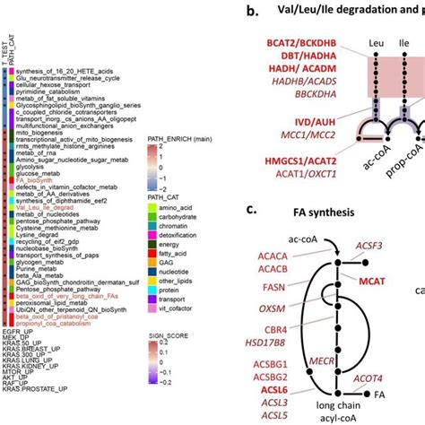 Two Acetyl Coa Metabolism Pathways Are Markers Of Hdac Inhibitor Download Scientific Diagram