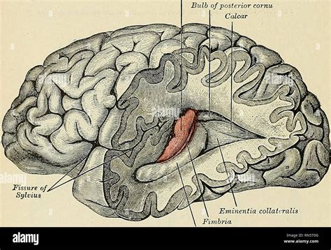 Choroid Plexus Hi Res Stock Photography And Images Alamy
