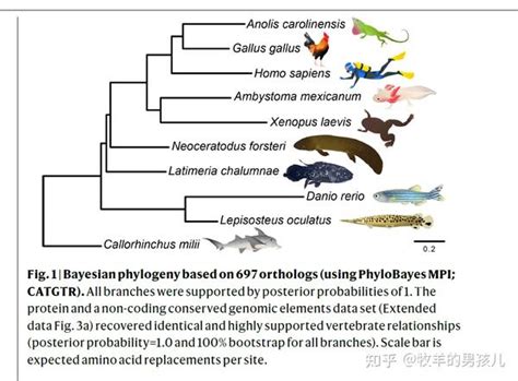 跟着nature学画图~使用r语言的ggtree给进化树添加图片注释 知乎