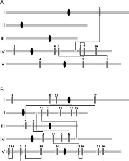 Chromosomal Distribution And Schematic Representation Of Segmental