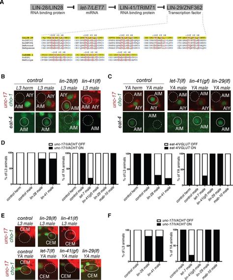 Figures And Data In Timing Mechanism Of Sexually Dimorphic Nervous System Differentiation ELife