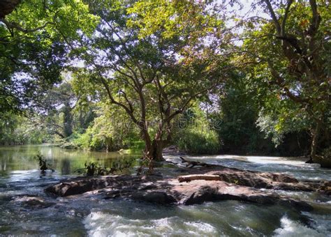 Sunny Afternoon View Of A Stream Stock Image Image Of Trees Forest