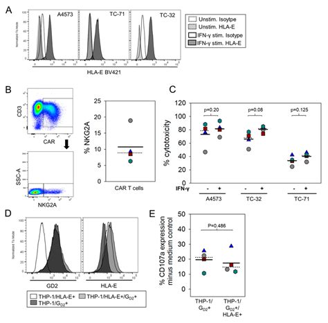 hla e expressed by thp 1 monocytic cells does not affect functional