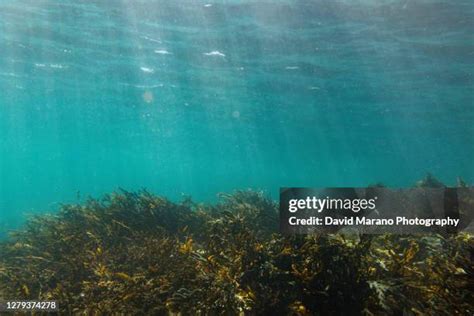 Deep Sea Seaweed Photos And Premium High Res Pictures Getty Images