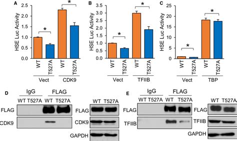 Phosphorylation At S230 And S326 Enhances Hsf1 Association With General