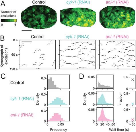 Depletion Of Cyk 1 Or Ani 1 Induces A Shift From Locally Excitable To