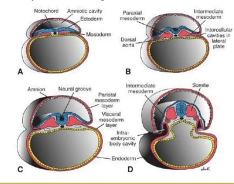 Embryonic Folding And Endoderm Derivatives Flashcards Quizlet
