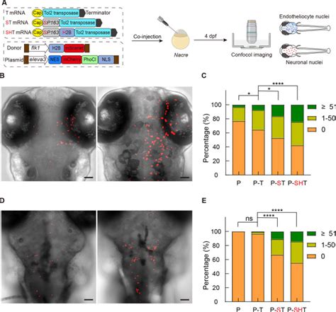 Improvement In Tol2 Transposon For Efficient Large Cargo Capacity Transgene Applications In