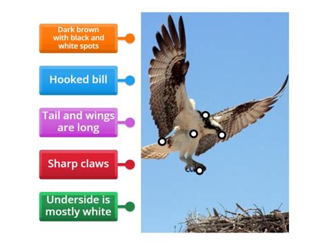 Osprey Labelled Diagram