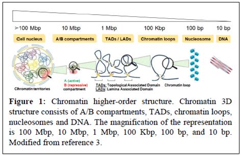Chromatin Structure
