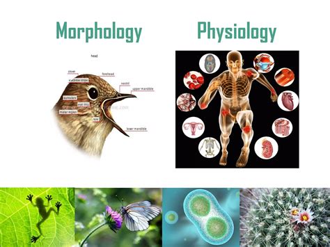 Lesson 1 Introduction To Biology PDF